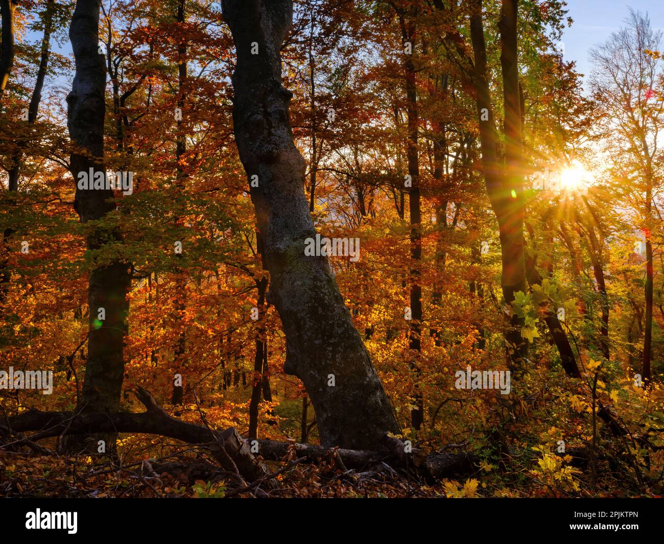 Autumn in the forest of the Koszeg mountains (Koszegi Hegyseg) near ...