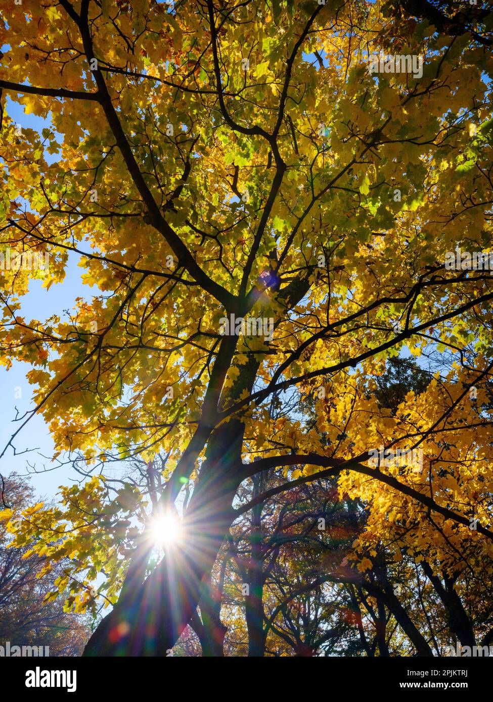 Autumn in the forest of the Koszeg mountains (Koszegi Hegyseg) near ...