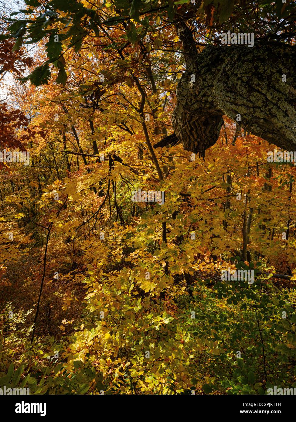 Autumn in the forest of the Koszeg mountains (Koszegi Hegyseg) near ...