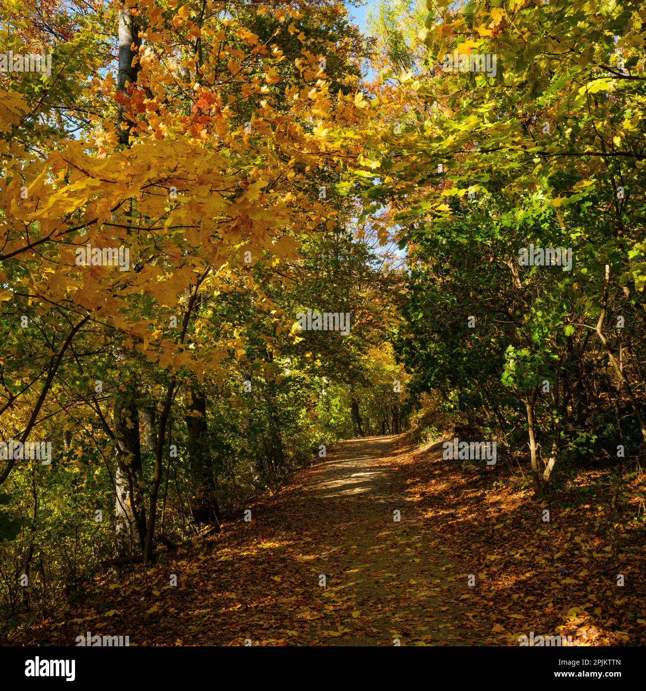Autumn in the forest of the Koszeg mountains (Koszegi Hegyseg) near ...