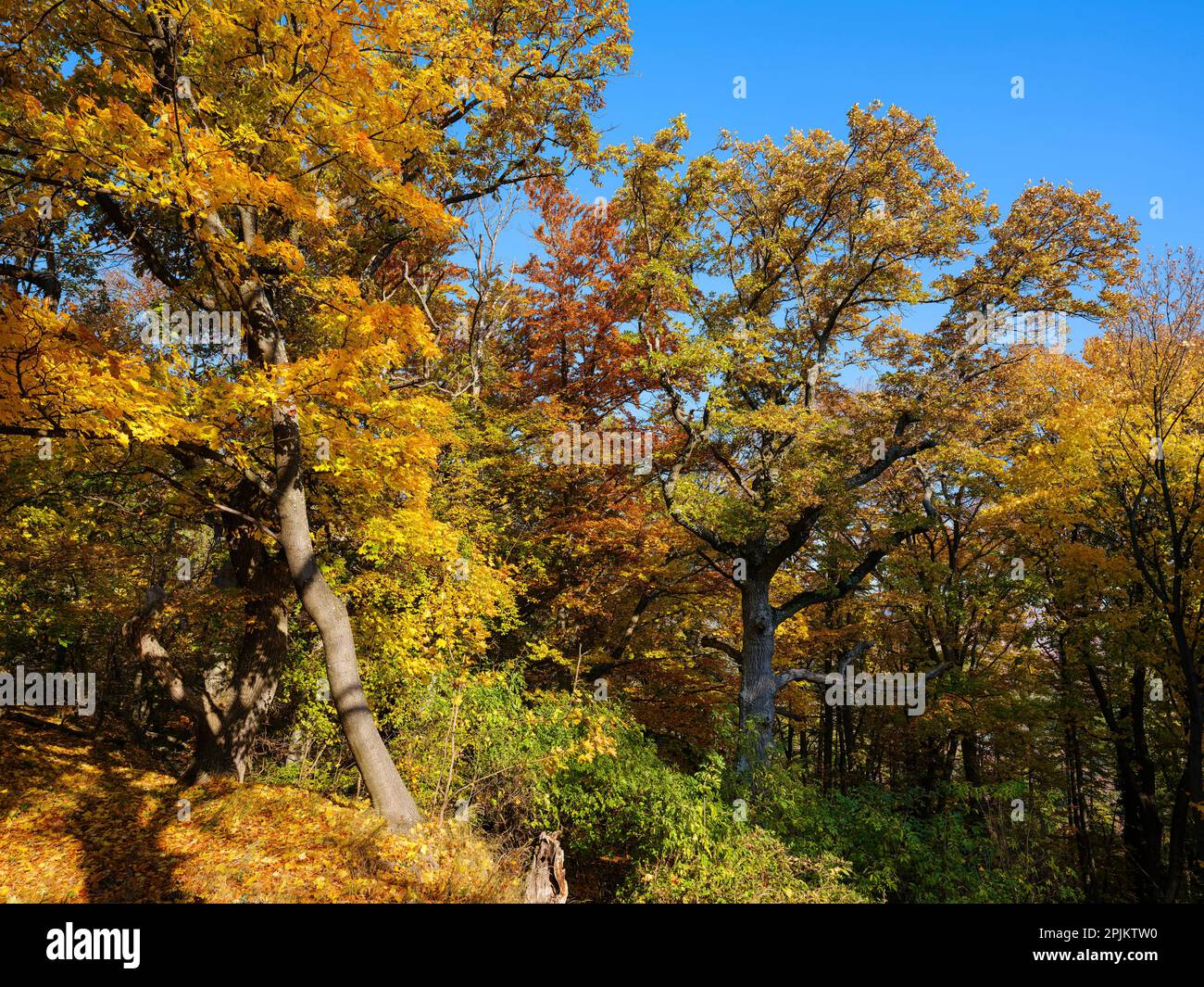 Autumn in the forest of the Koszeg mountains (Koszegi Hegyseg) near ...