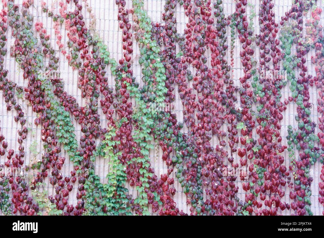 pink wall covered by the climbing branches of virginia creeper ...