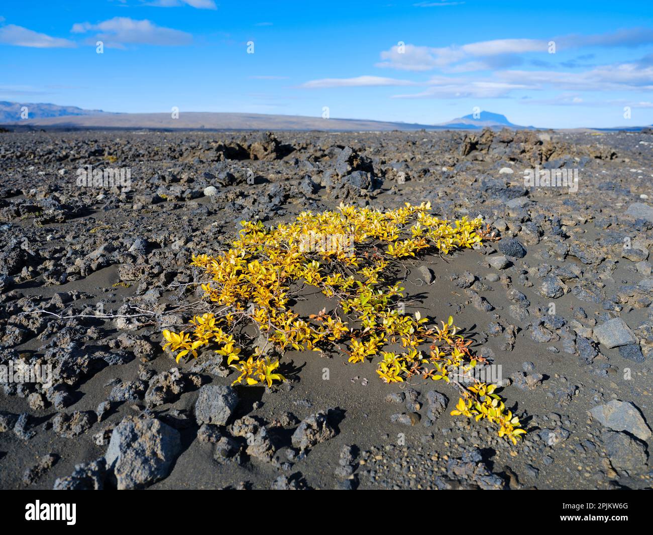 Arctic willow, highlands in the Vatnajokull National Park, a UNESCO ...