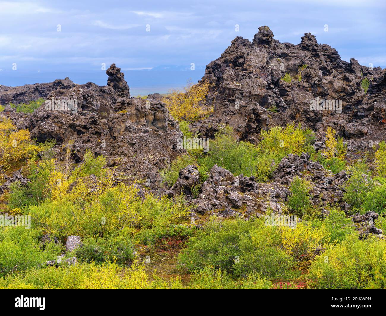 Downy birch during fall. Dimmuborgir lava field, rock formations ...