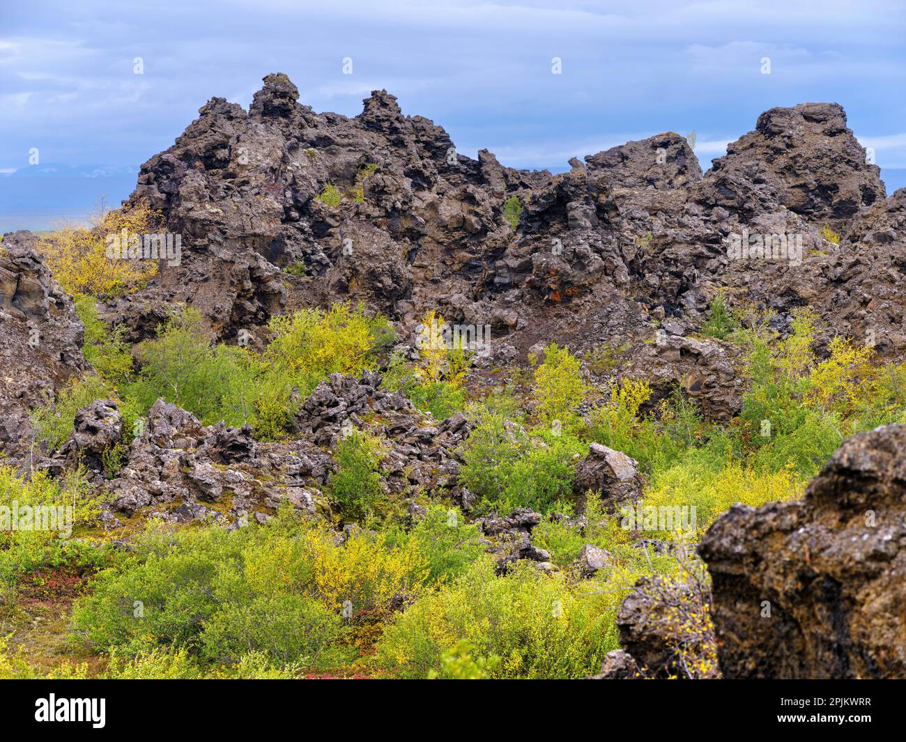 Downy birch during fall. Dimmuborgir lava field, rock formations ...