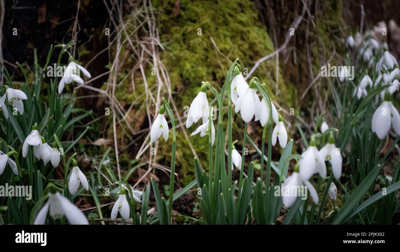 Drop log hi-res stock photography and images - Alamy