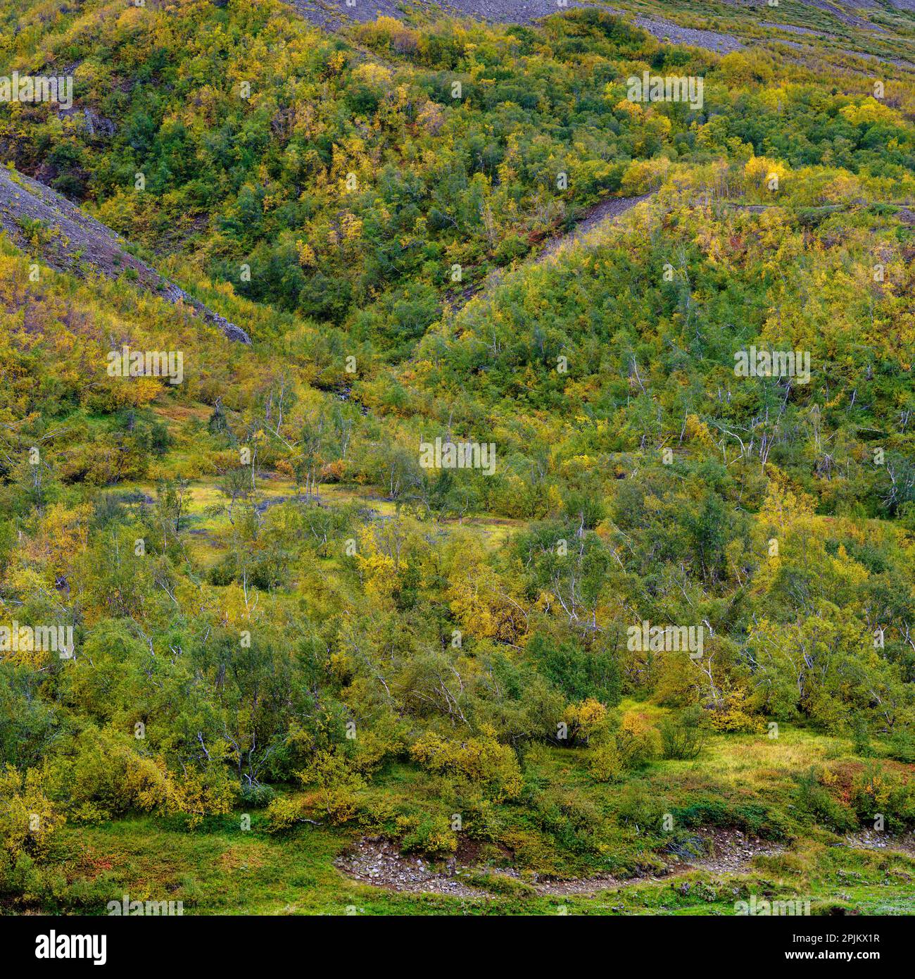 Natural growth forest, downy birch (Betula pubescens). Valley ...