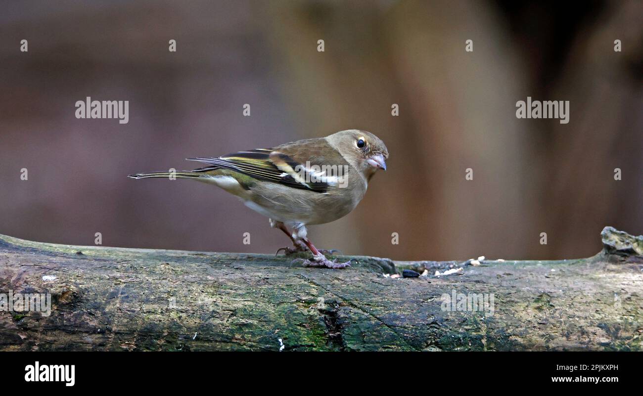 Chaffinch nest uk hi-res stock photography and images - Alamy