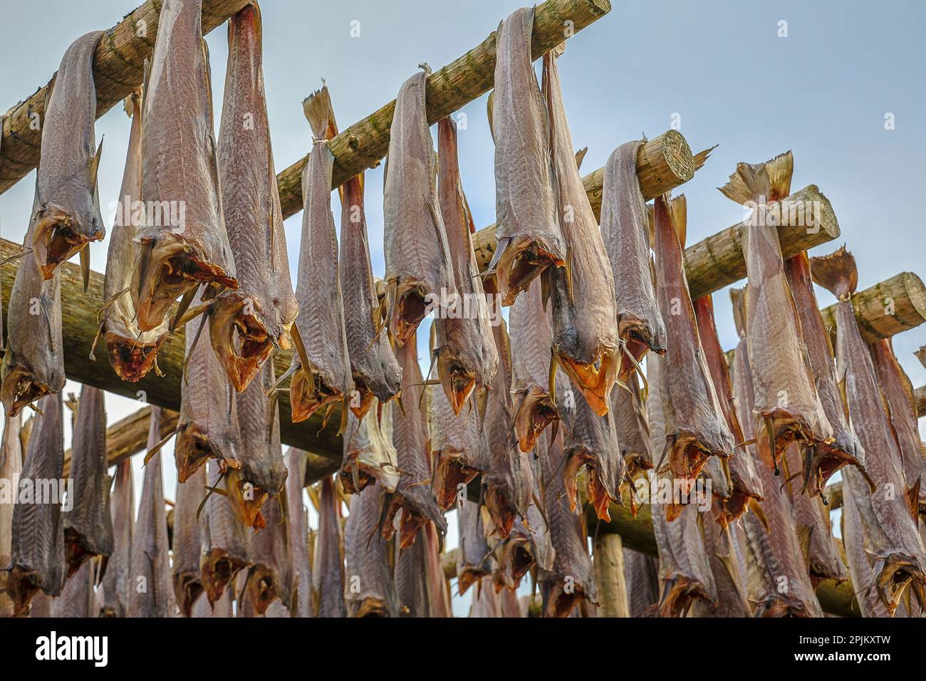 Norway, Lofoten Islands. Racks of cod drying in Ballstadoy Stock Photo ...