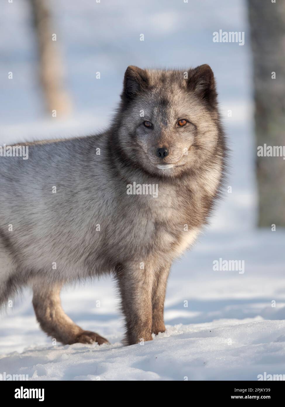 White morph arctic fox hi-res stock photography and images - Alamy