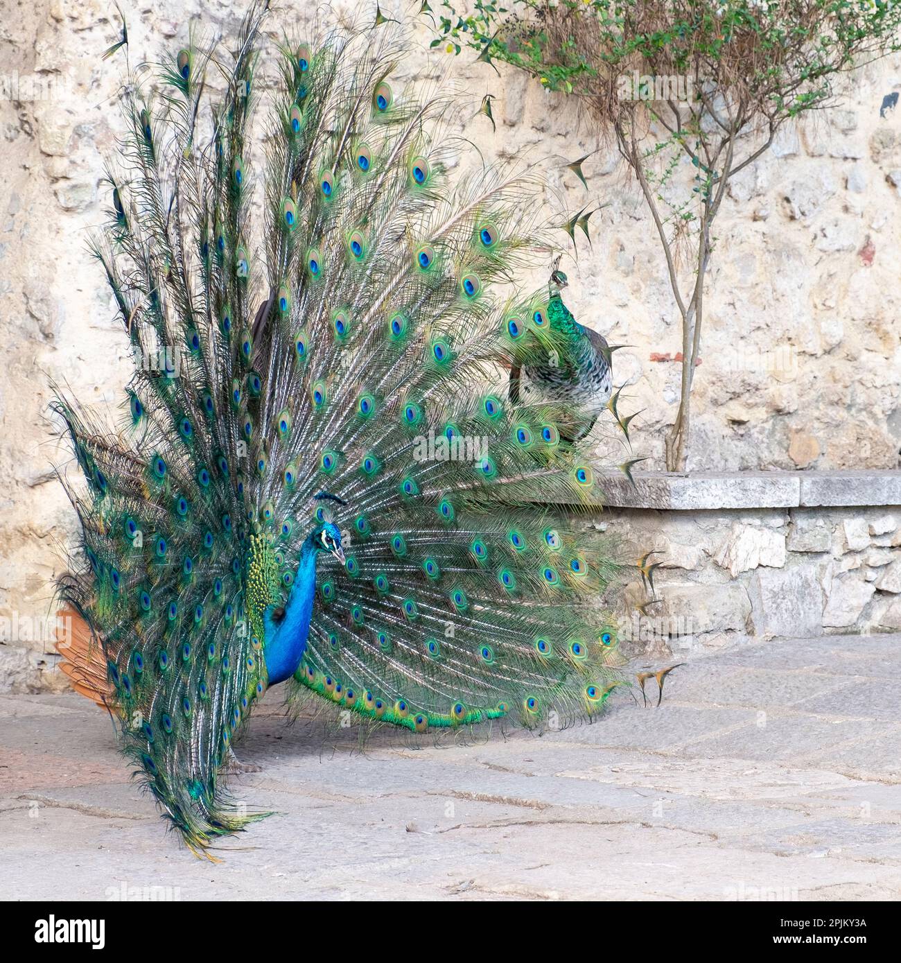 Lisbon, Portugal. Castelo Sao Jorge. Peacocks reside on the castle ...