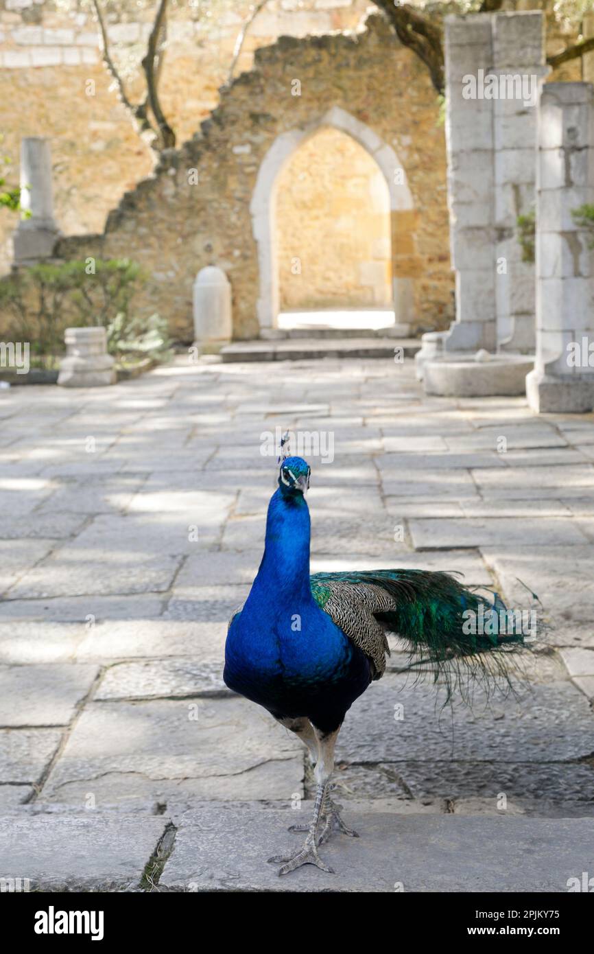 Lisbon, Portugal. Castelo Sao Jorge. Peacocks reside on the castle ...