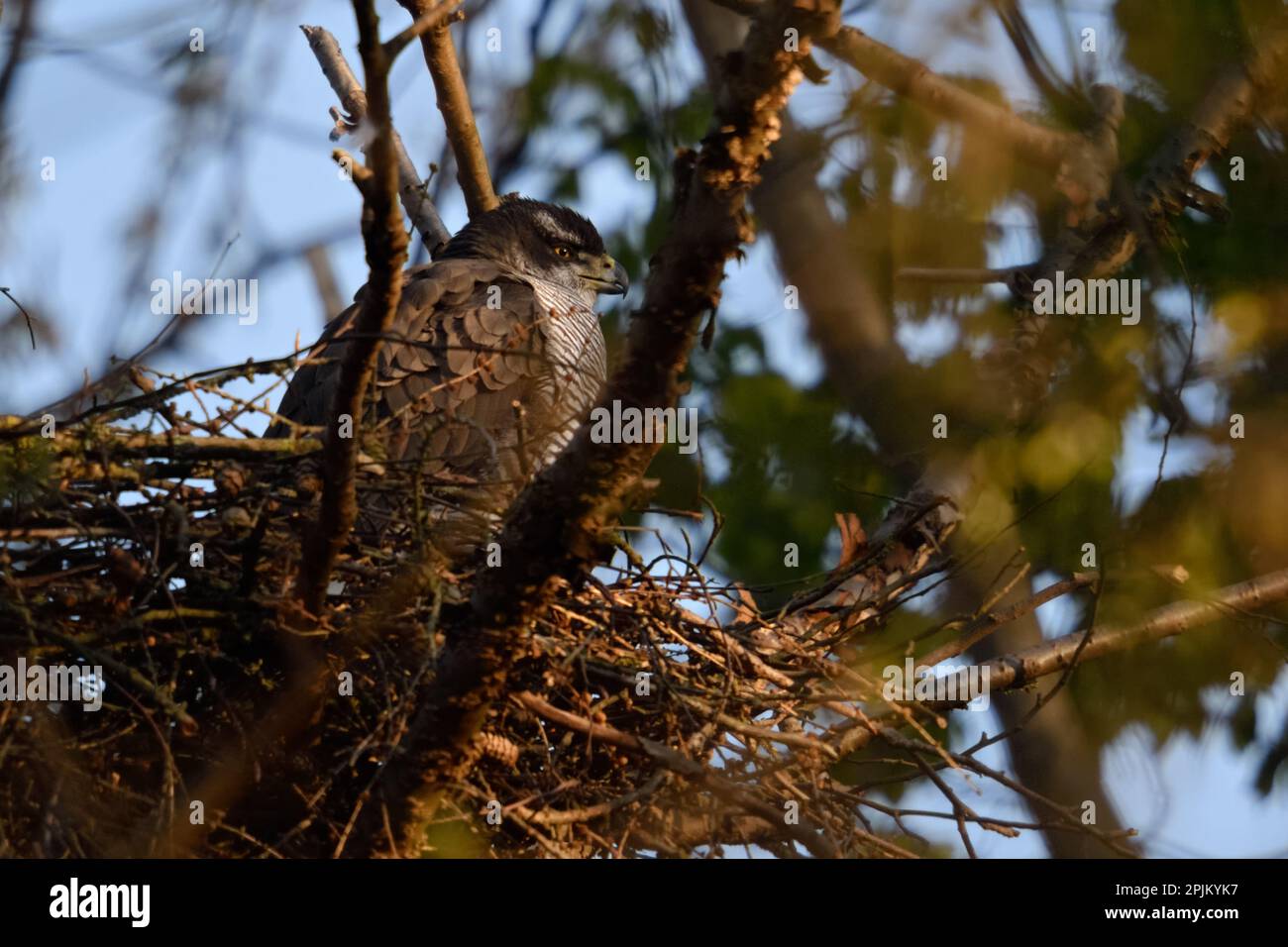 Sunbathing... Goshawk ( Accipiter gentilis ) resting on its eyrie ...