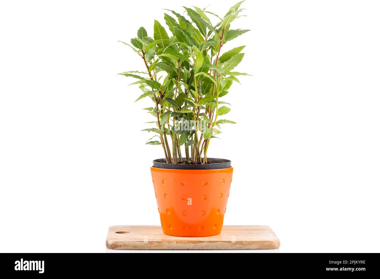 Small laurel tree in flower pot isolated on white background. Closeup ...