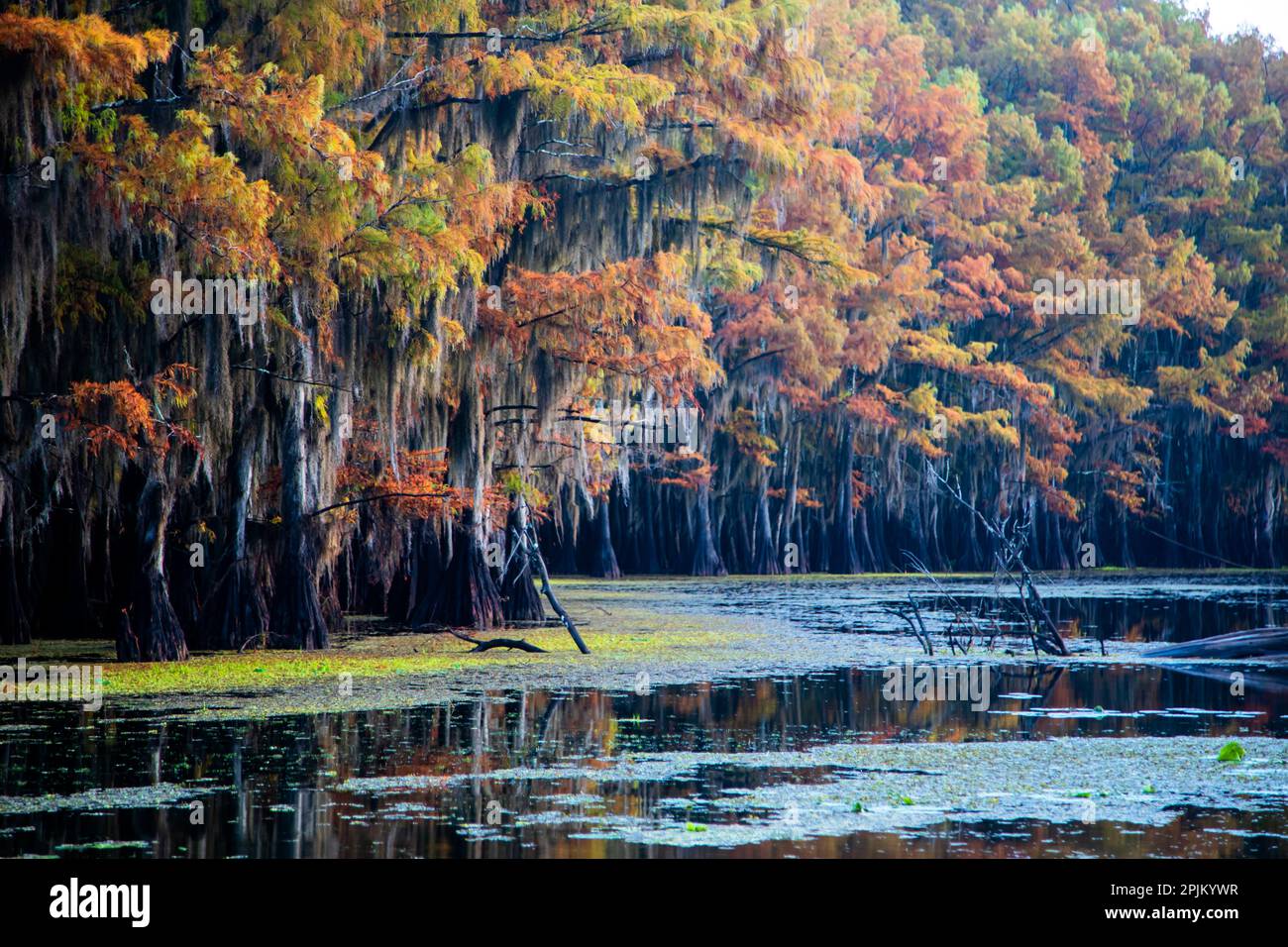 Bald cypress in fall color Stock Photo - Alamy