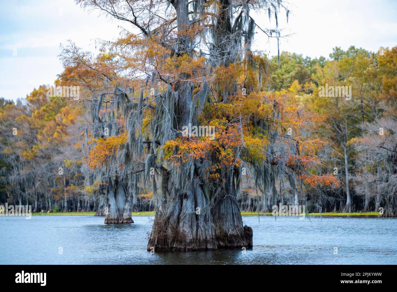 Bald cypress in autumn color Stock Photo - Alamy