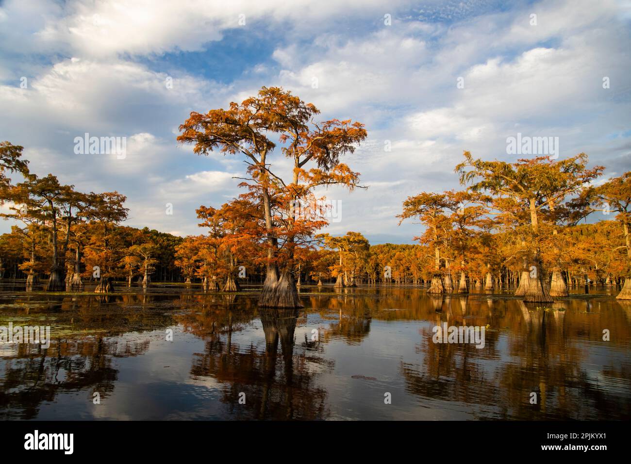 Gold cypress hi-res stock photography and images - Alamy