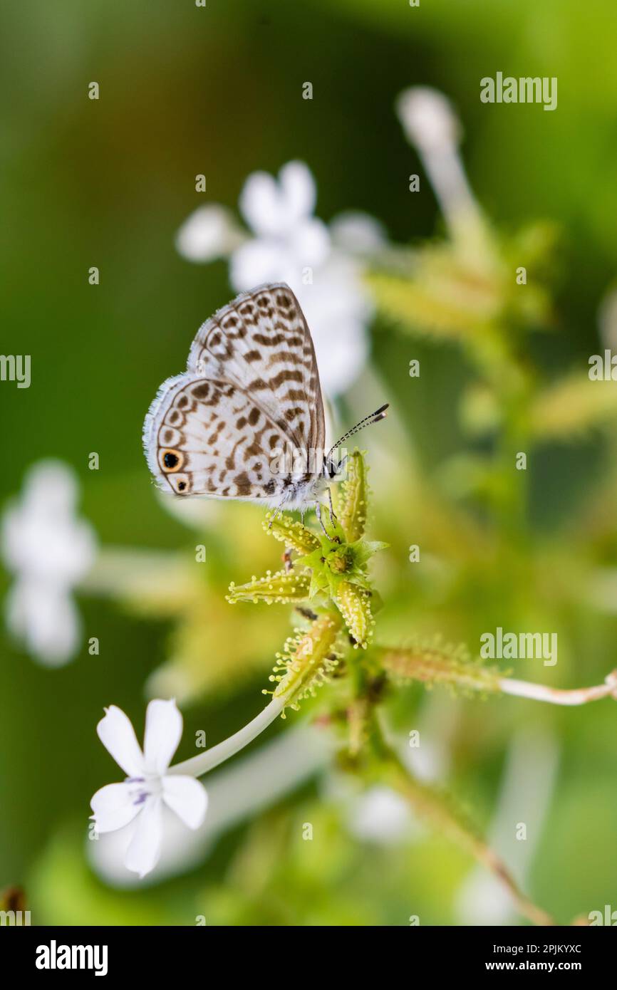 Ceraunus blue butterfly nectaring on flower at National Butterfly ...