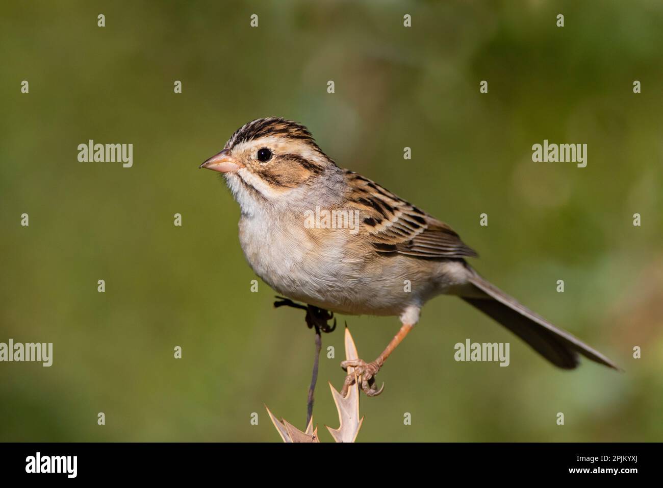 Clay-colored sparrow perched Stock Photo - Alamy