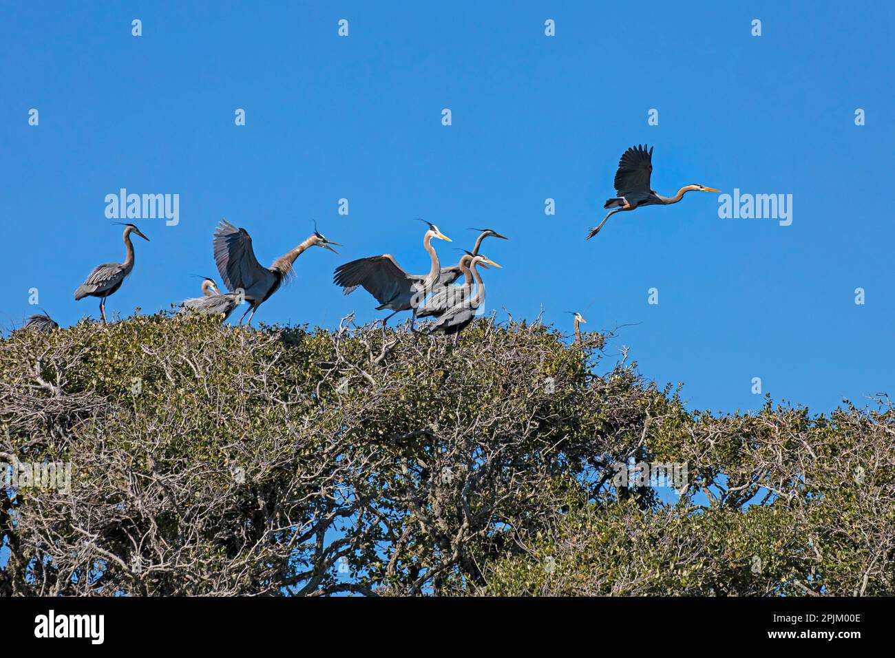 Great blue herons at nesting rookery Stock Photo - Alamy