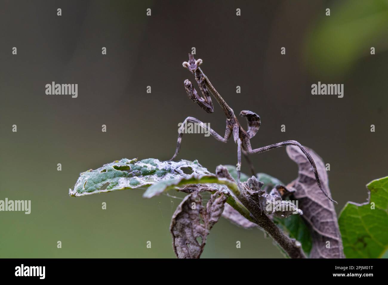 Texas Unicorn Mantis camouflaged Stock Photo - Alamy