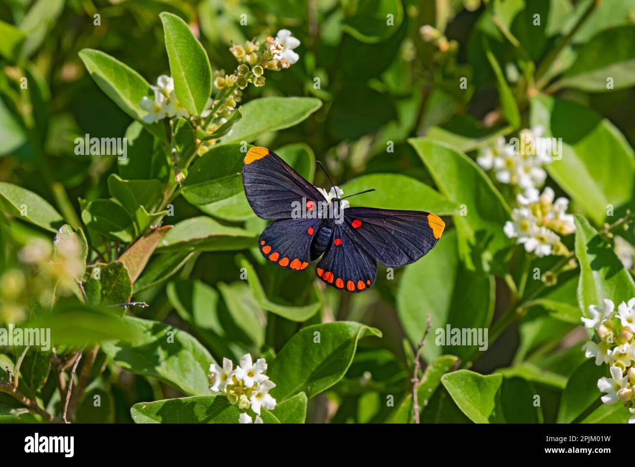 Pixie habitat hi-res stock photography and images - Alamy