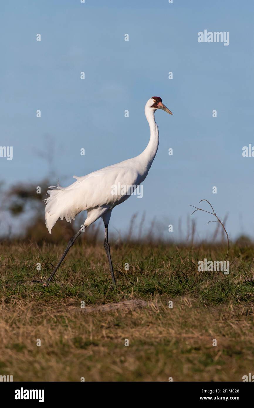 Whooping crane habitat hi-res stock photography and images - Alamy