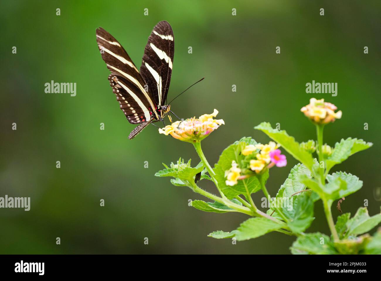 Zebra Heliconian feeding Stock Photo - Alamy