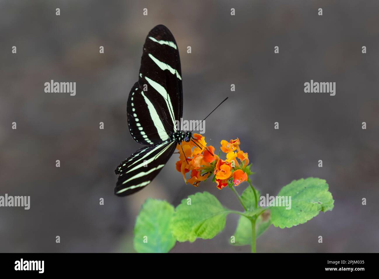 Zebra Heliconian feeding Stock Photo - Alamy