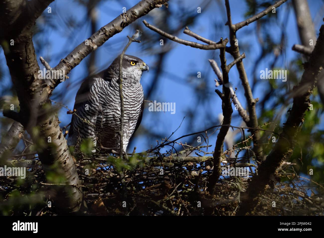 hidden between trees... Goshawk ( Accipiter gentilis ) on its eyrie ...
