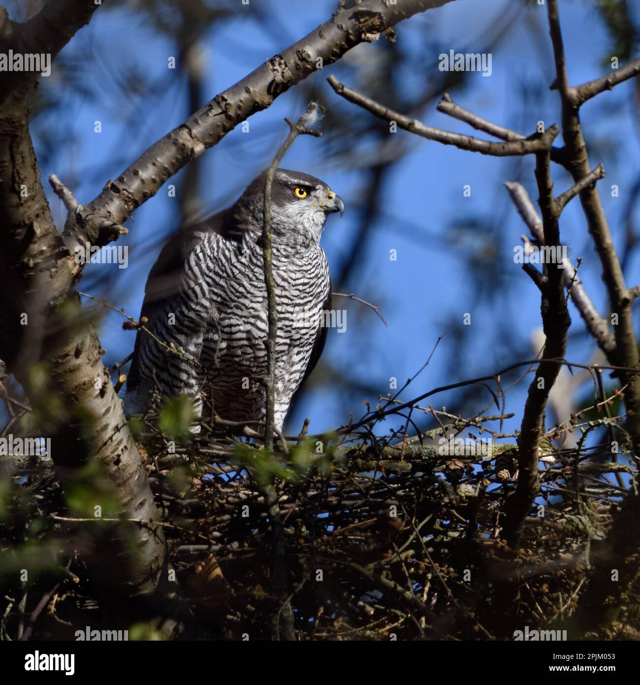 hidden between trees... Goshawk ( Accipiter gentilis ) on its eyrie ...