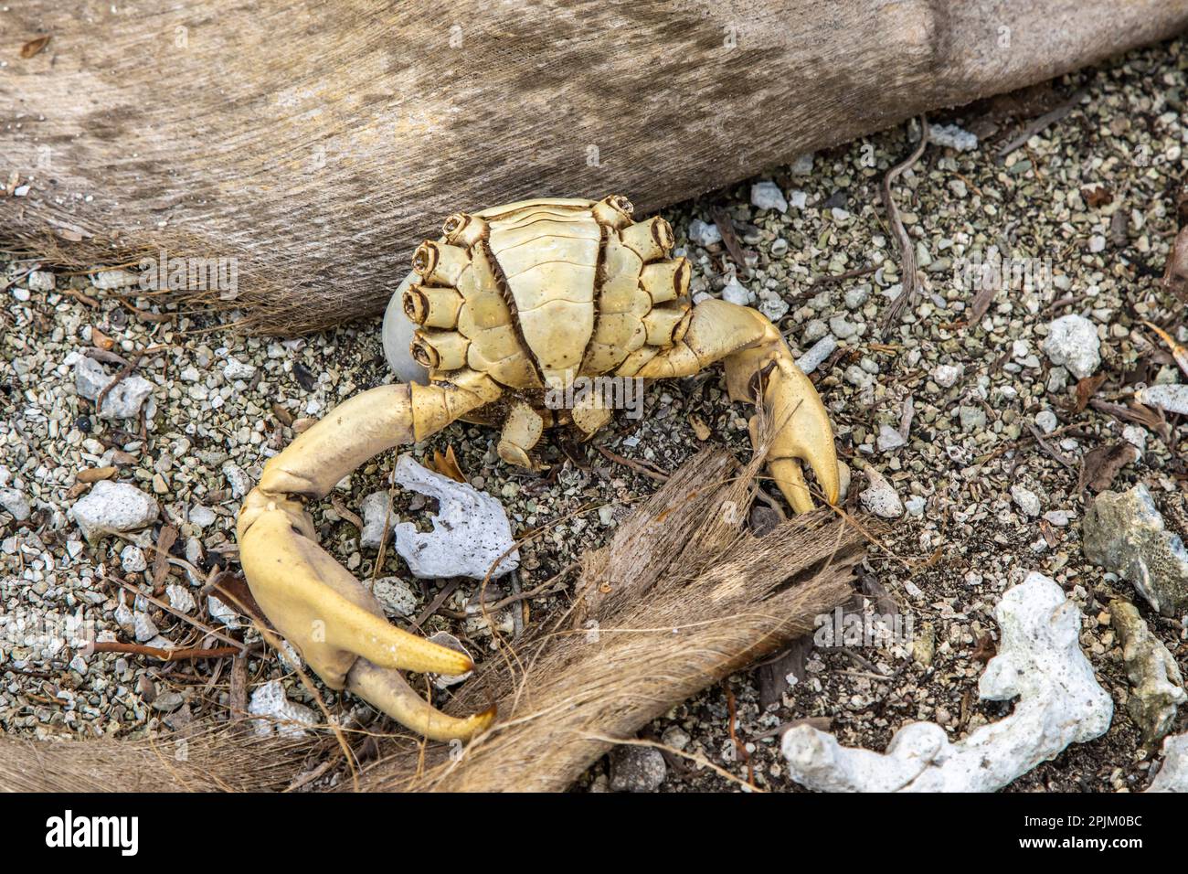 French Polynesia, Taha'a. Crab skeleton Stock Photo - Alamy