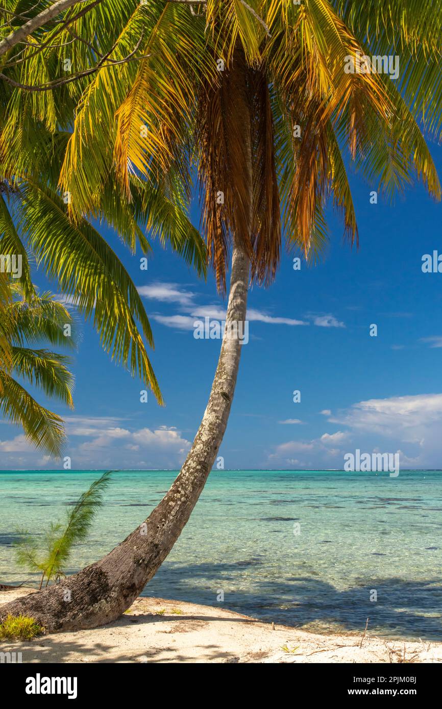 French Polynesia, Taha'a. Palm tree on beach and ocean seascape Stock ...
