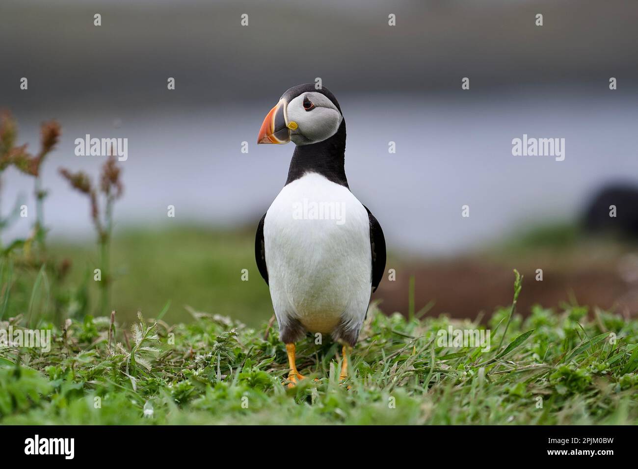 Atlantic puffins from the lunga isle in the treshnish isles off the ...