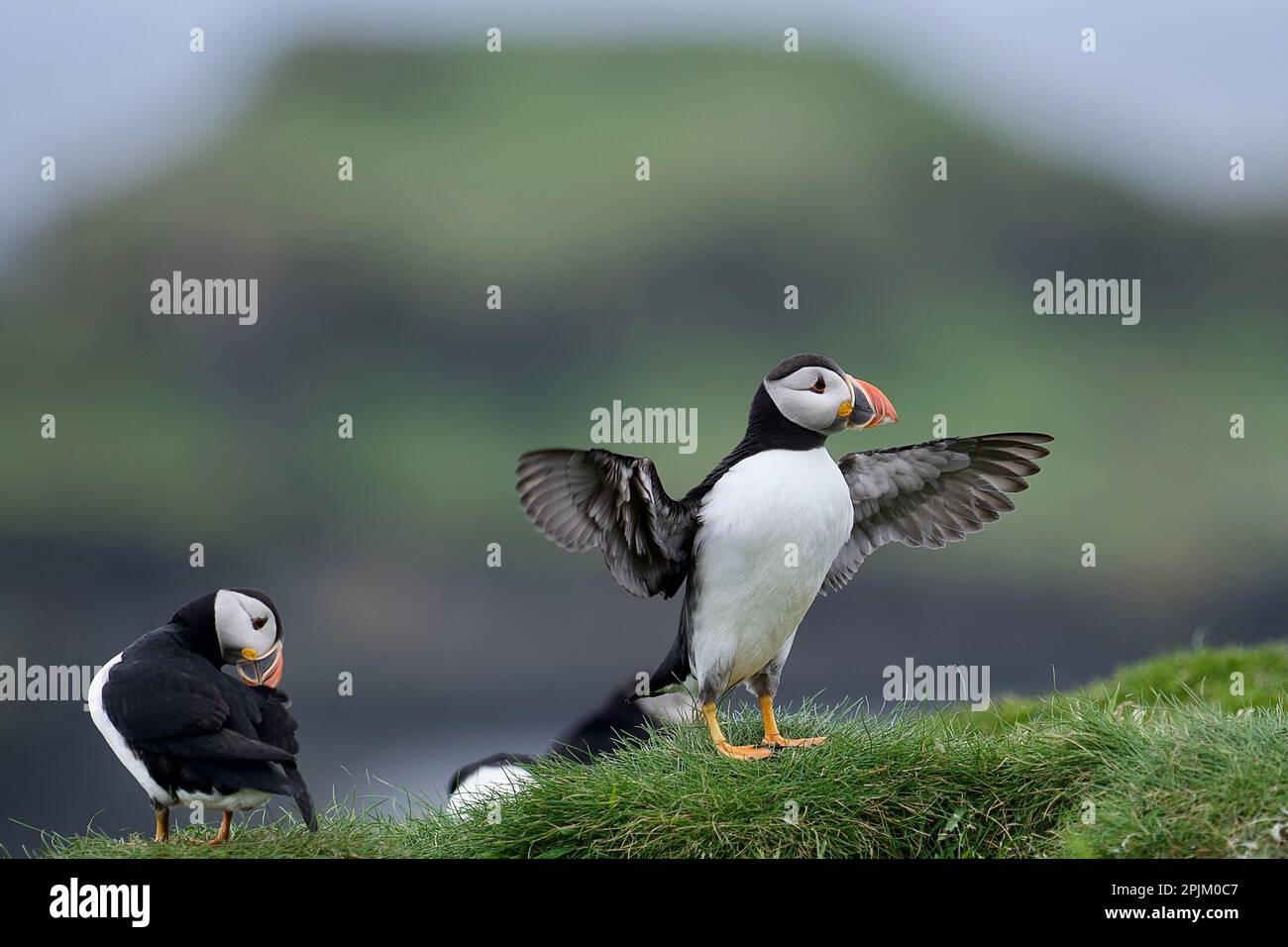 Atlantic puffins from the lunga isle in the treshnish isles off the ...