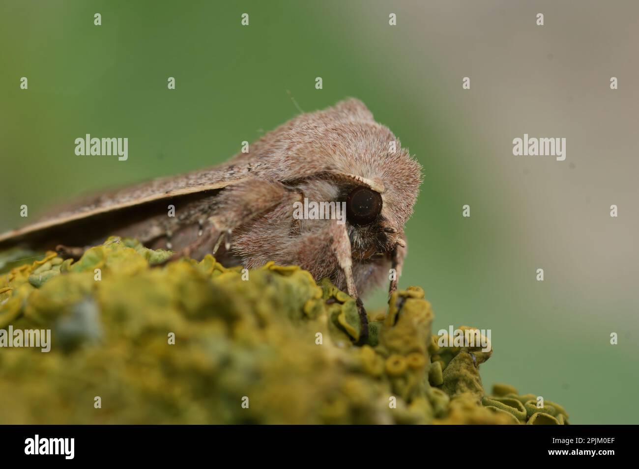 Natural frontal closeup on the Common Quaker owlet moth, Orthosia ...