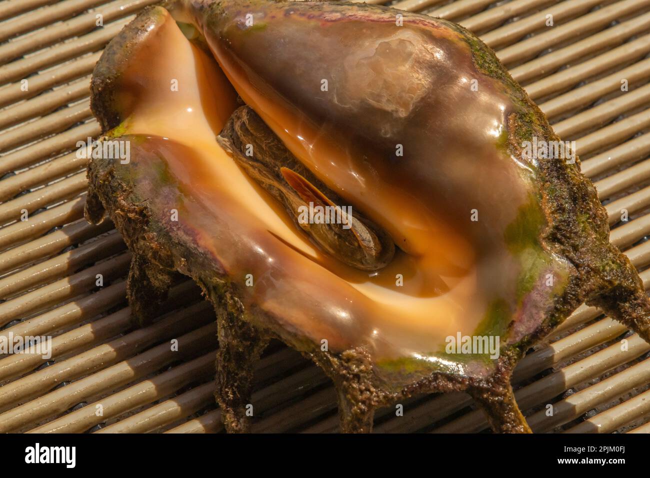 French Polynesia, Moorea. Red helmet shell close-up Stock Photo - Alamy