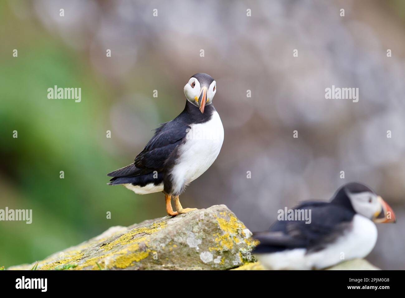 Atlantic puffins from the lunga isle in the treshnish isles off the ...