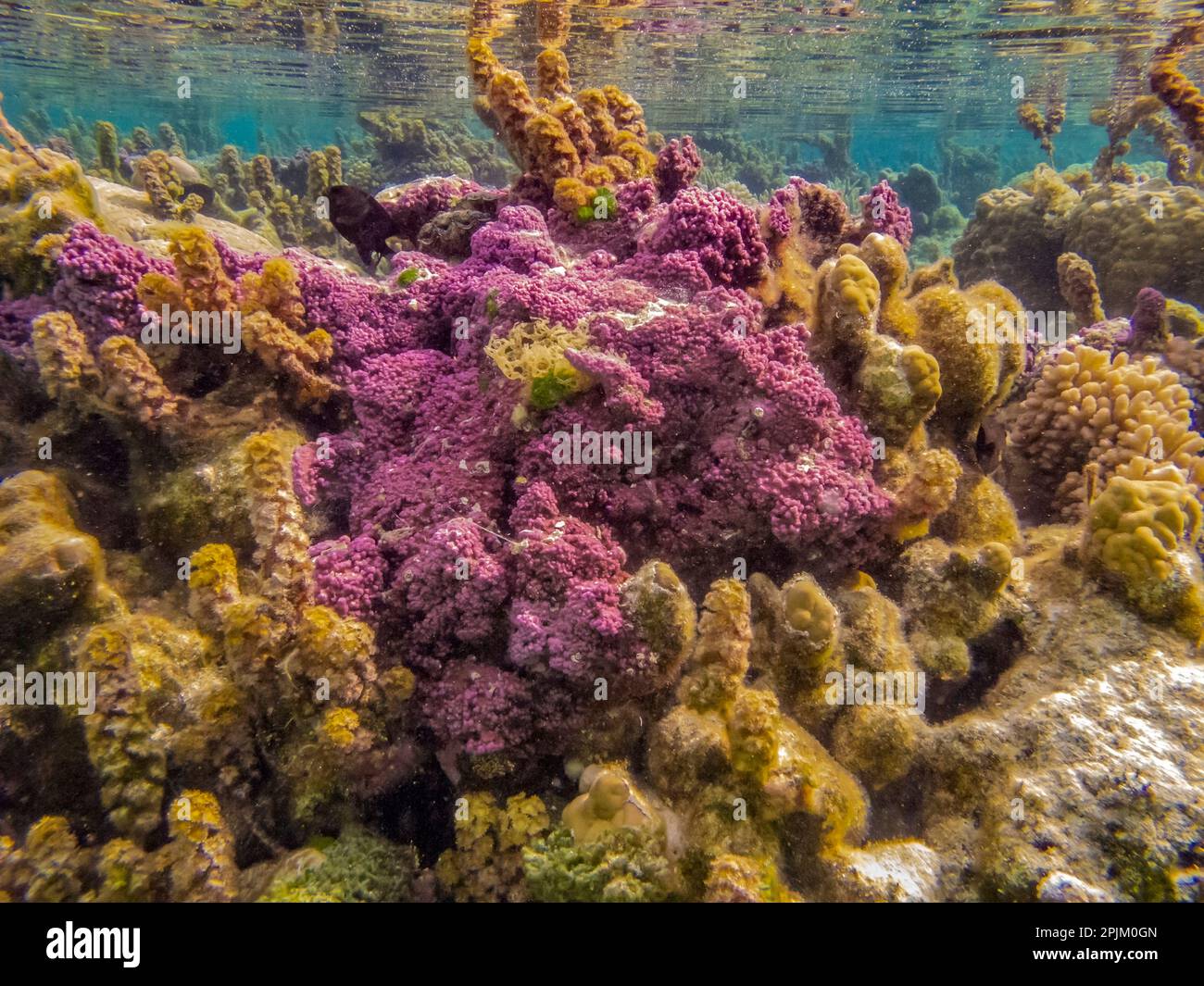 French Polynesia, Taha'a. Underwater coral varieties close-up Stock ...