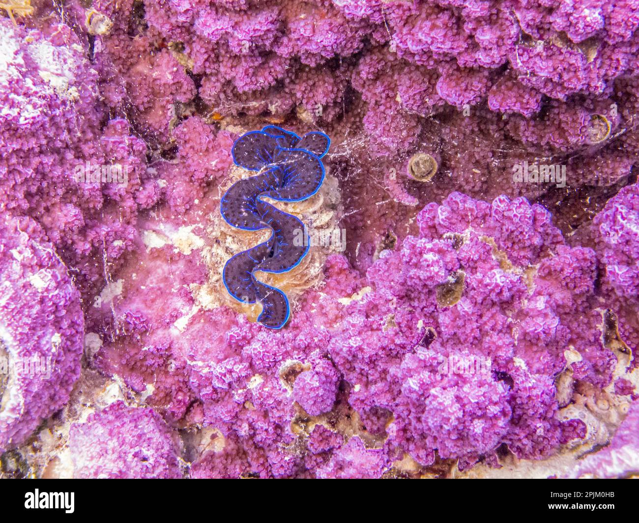 French Polynesia, Taha'a. Giant clam and coral underwater Stock Photo ...