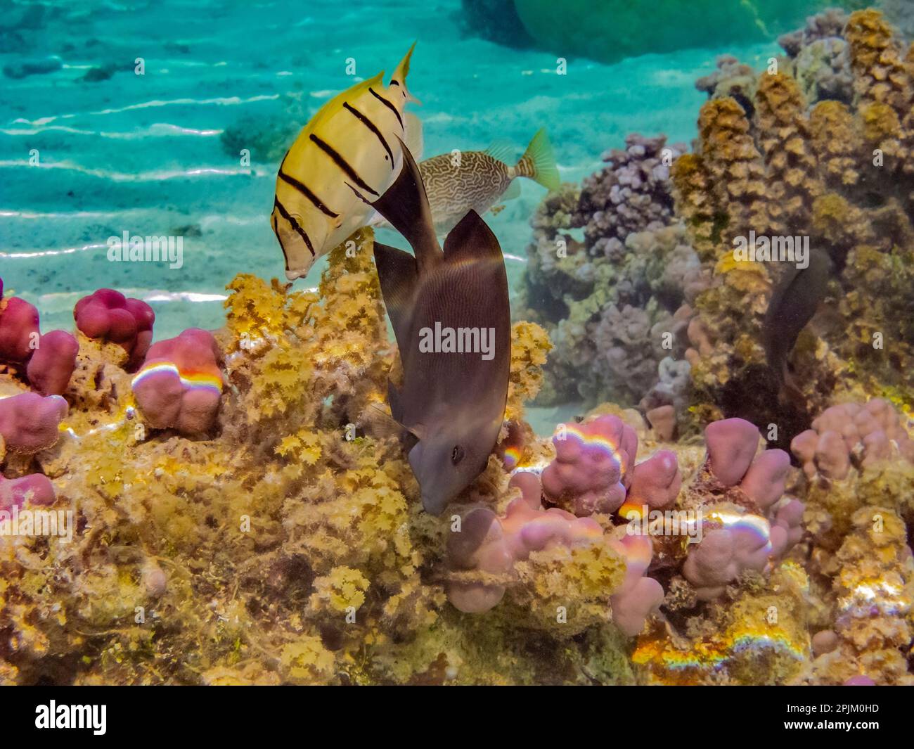French Polynesia, Taha'a. Convict surgeonfish and reef fish close-up ...