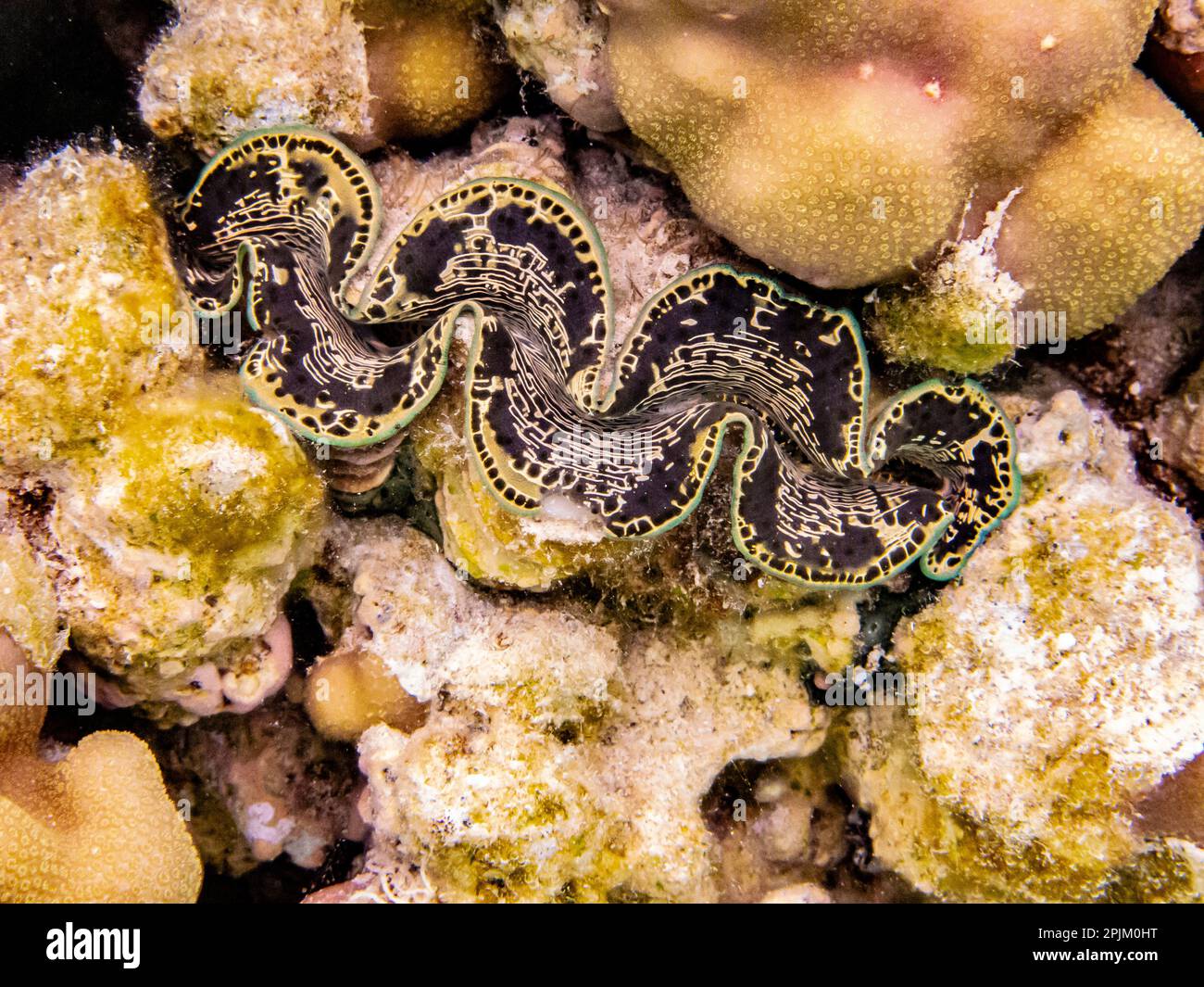 French Polynesia, Taha'a. Giant clam and coral underwater Stock Photo ...