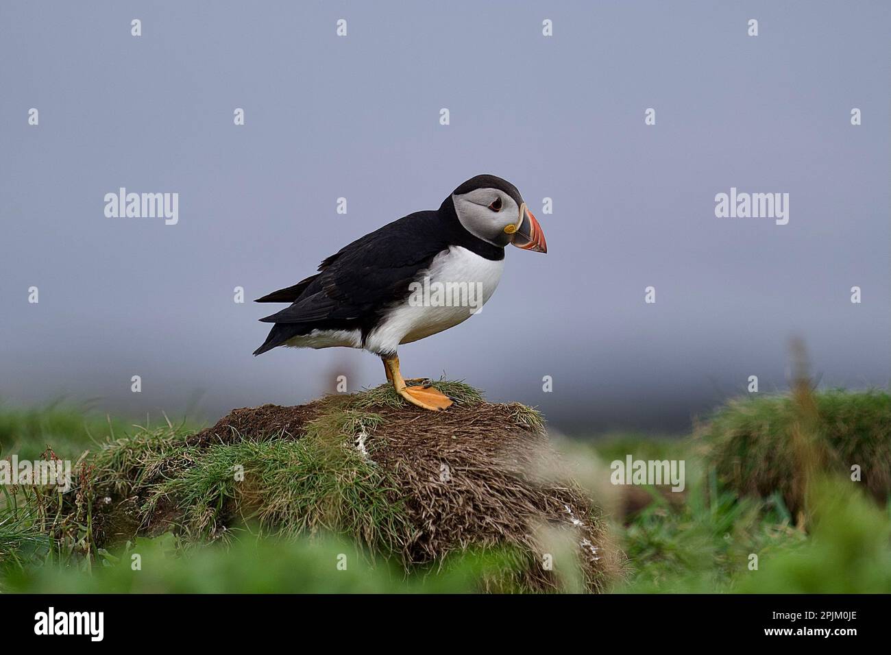 Atlantic puffins from the lunga isle in the treshnish isles off the ...