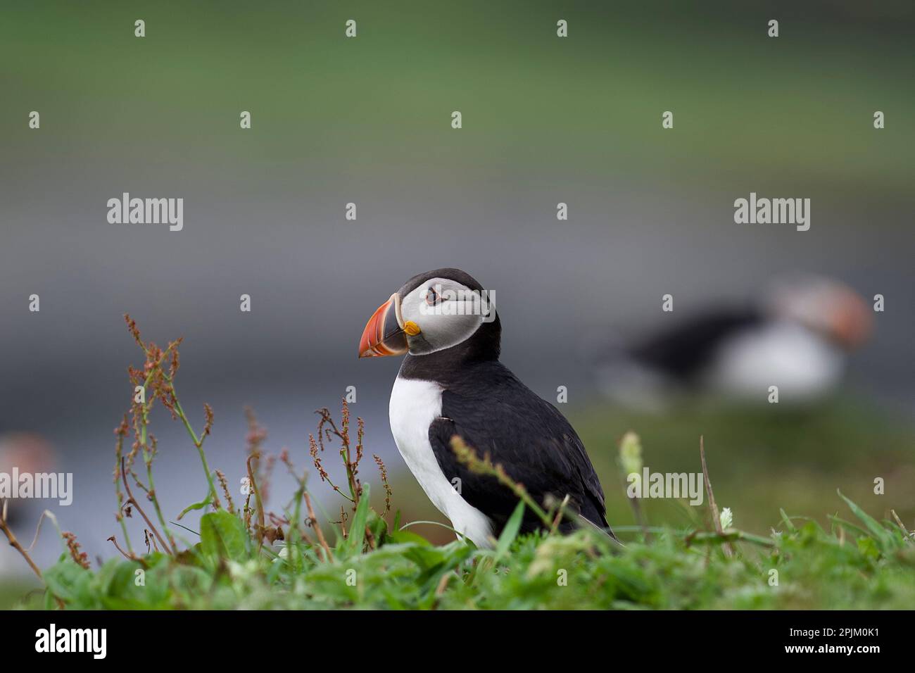 Atlantic puffins from the lunga isle in the treshnish isles off the ...