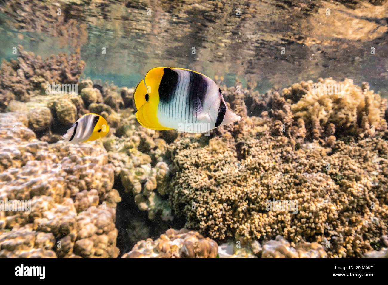 French Polynesia, Taha'a. Coral scenic with Pacific double-saddle ...