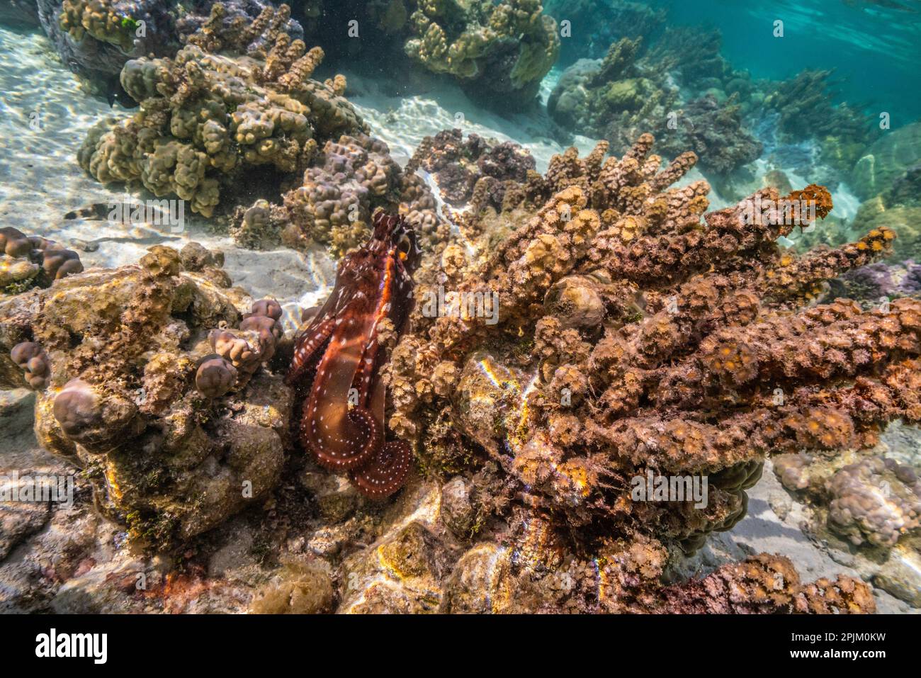 French Polynesia, Taha'a. Close-up of octopus Stock Photo - Alamy