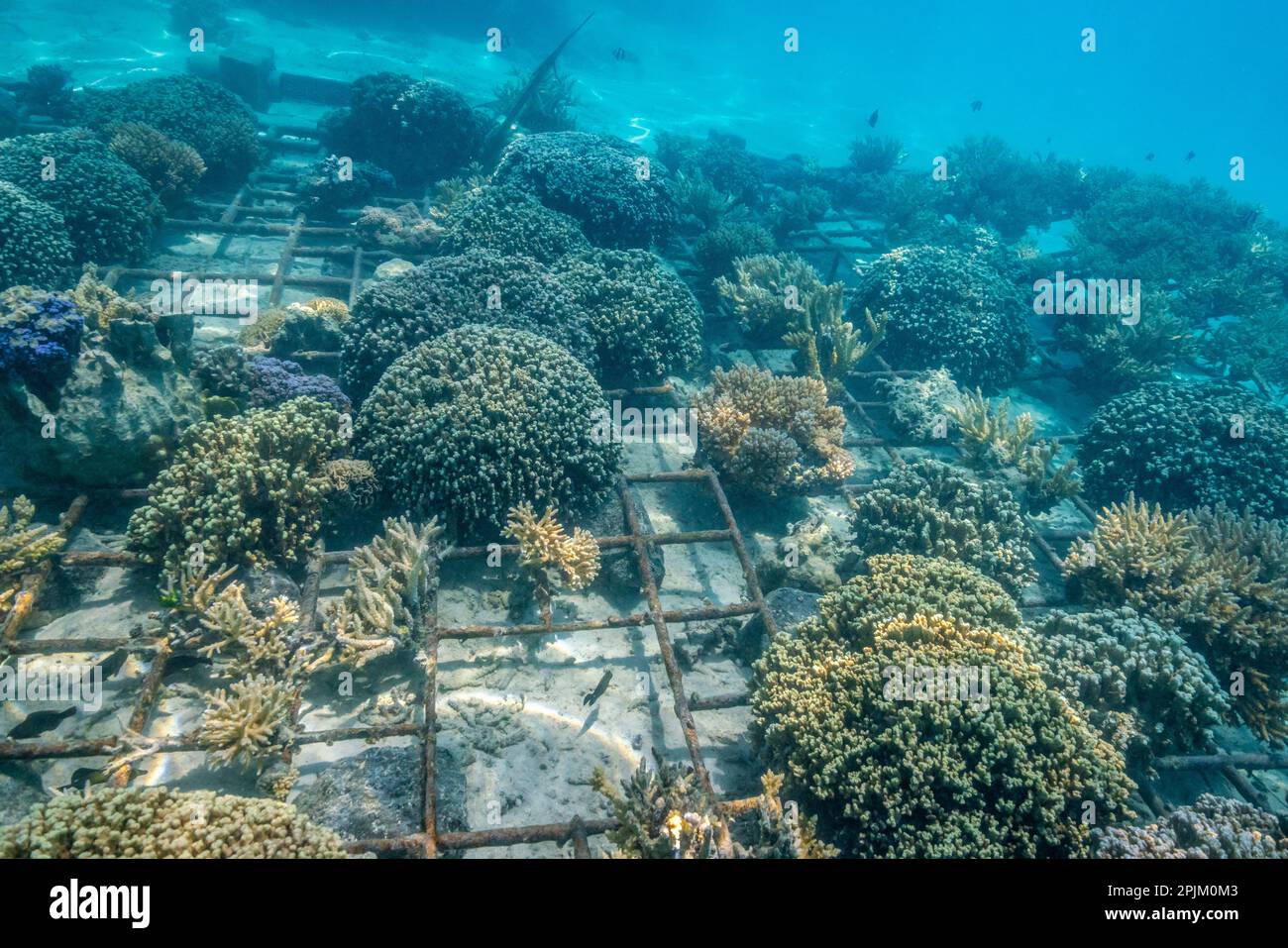 French Polynesia, Bora Bora. Bio-rock coral and fish Stock Photo - Alamy