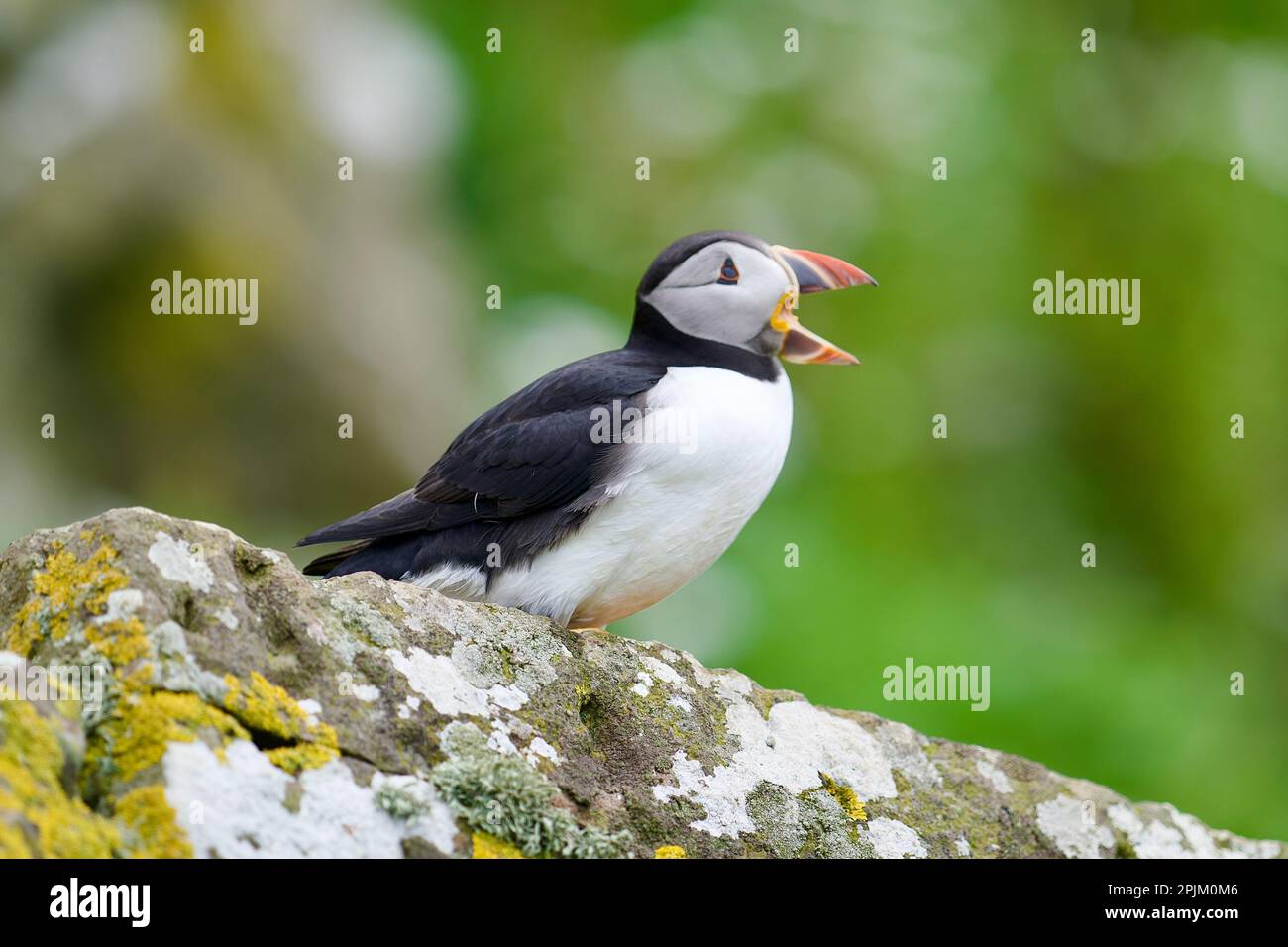 Atlantic puffins from the lunga isle in the treshnish isles off the ...