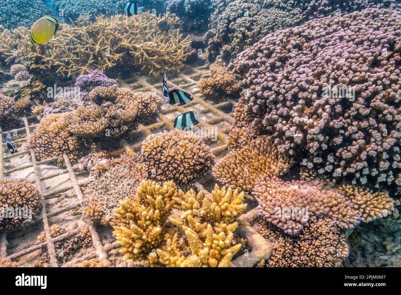 French Polynesia, Bora Bora. underwater, Bio-rock coral reconstruction ...