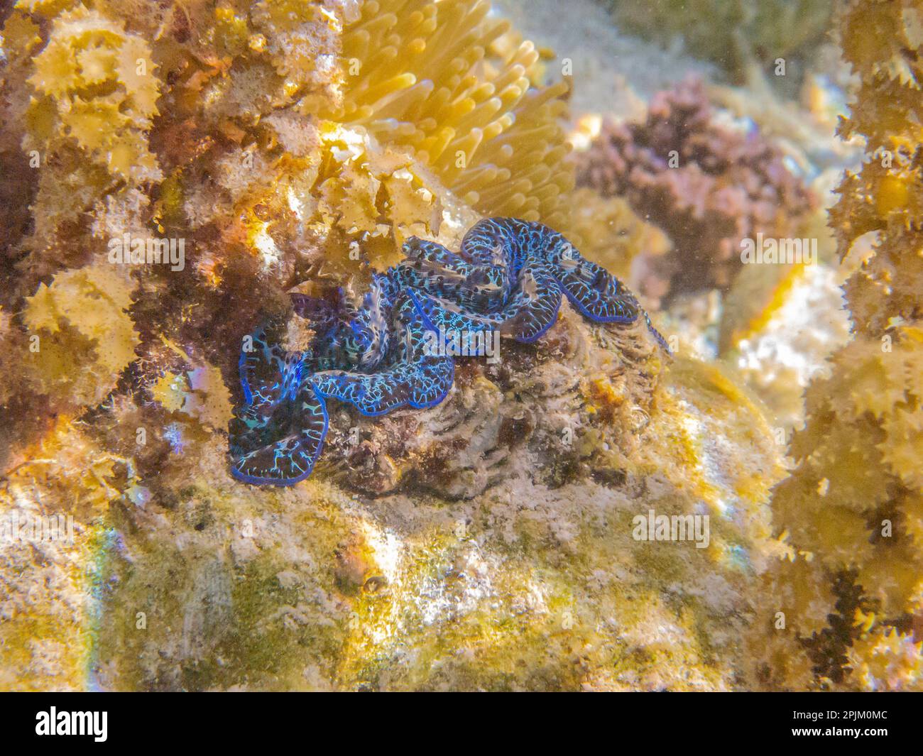French Polynesia, Taha'a. Giant clam and coral underwater Stock Photo ...